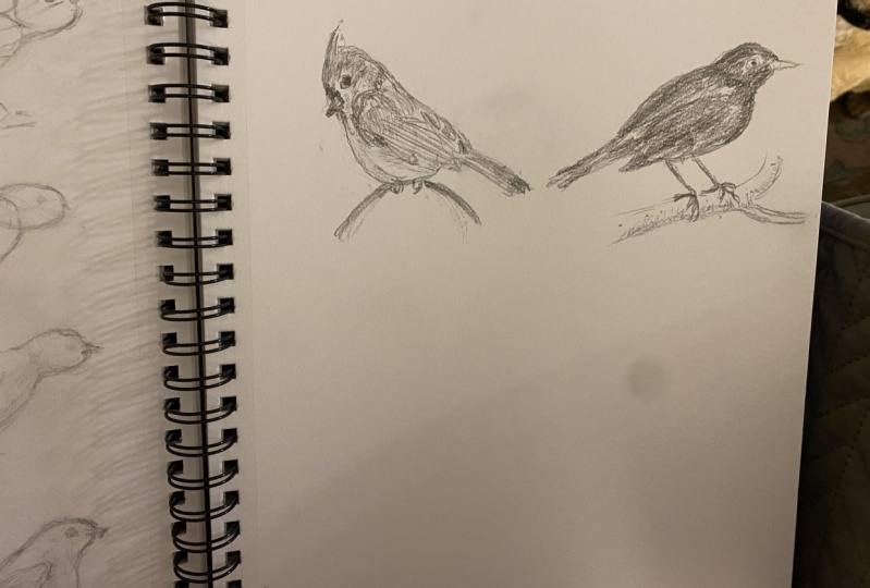 Sketching Birds: Practice Quick And Loose Pencil Drawing | Emily ...