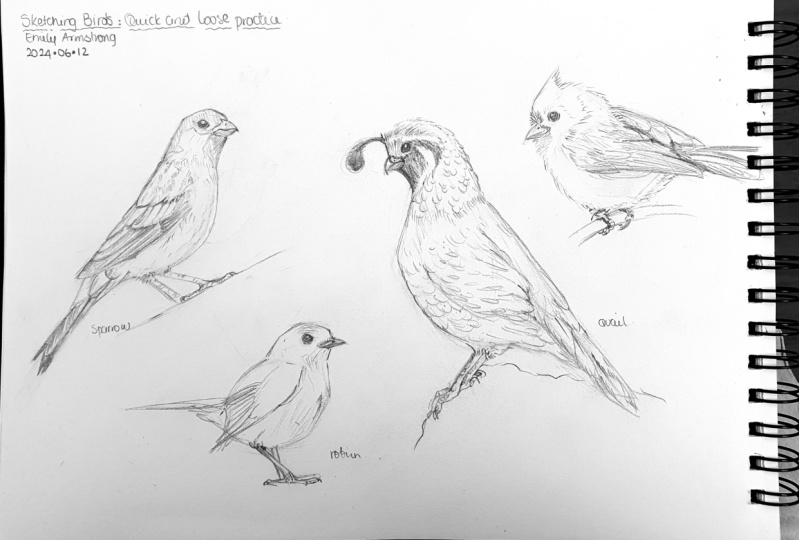 Sketching Birds: Practice Quick And Loose Pencil Drawing | Emily ...
