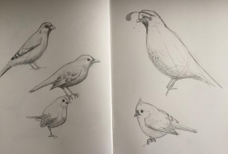 Sketching Birds: Practice Quick And Loose Pencil Drawing | Emily ...