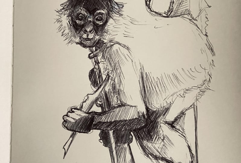 Ballpoint Pen Animal Drawing : How to Draw a Realistic Monkey | IVAN RAMIREZ | Skillshare