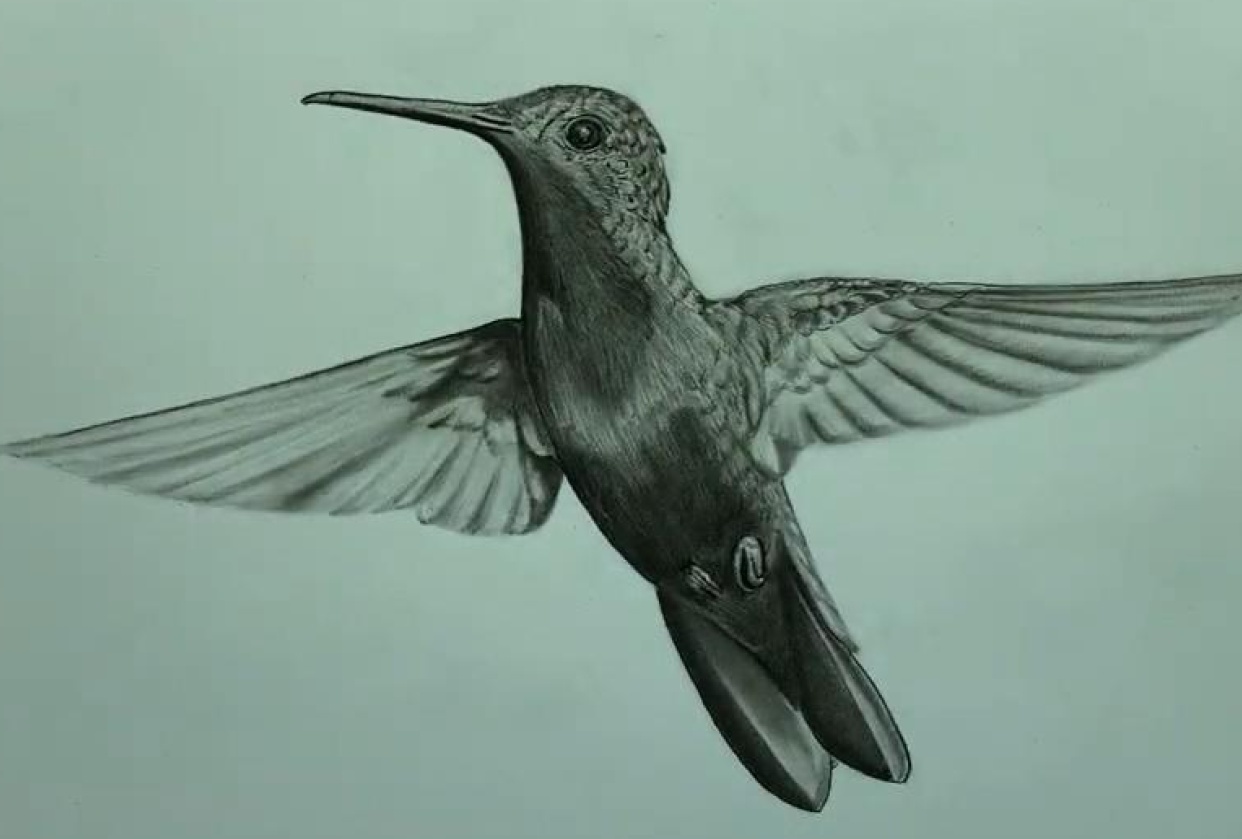 Pencil Drawings Of Hummingbirds
