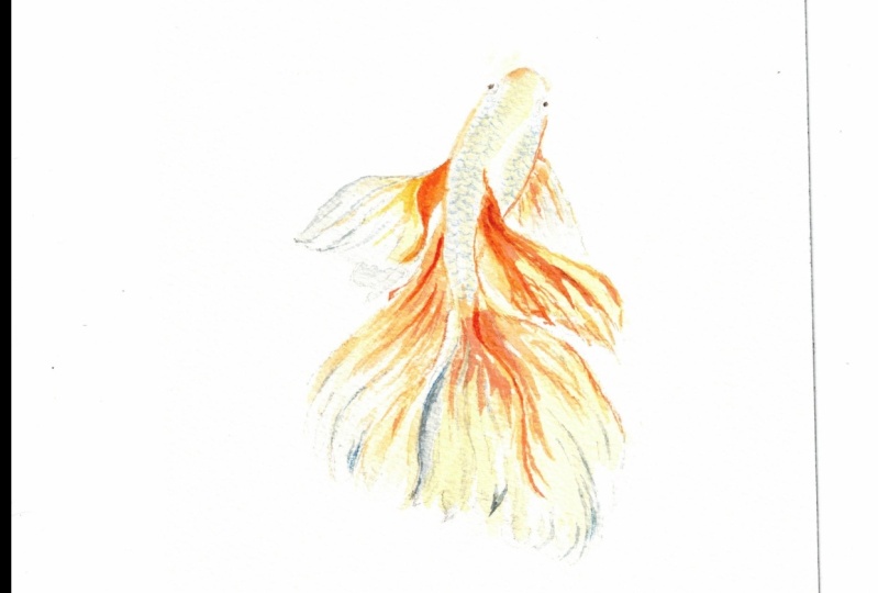 Draw & Paint a Betta Fish: Watercolour & Colour Pencil Art in 5 Minutes ...