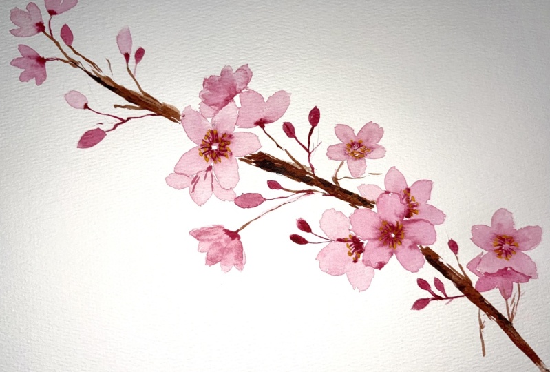 Watercolor Cherry Blossoms for Beginners | Joly Poa | Skillshare