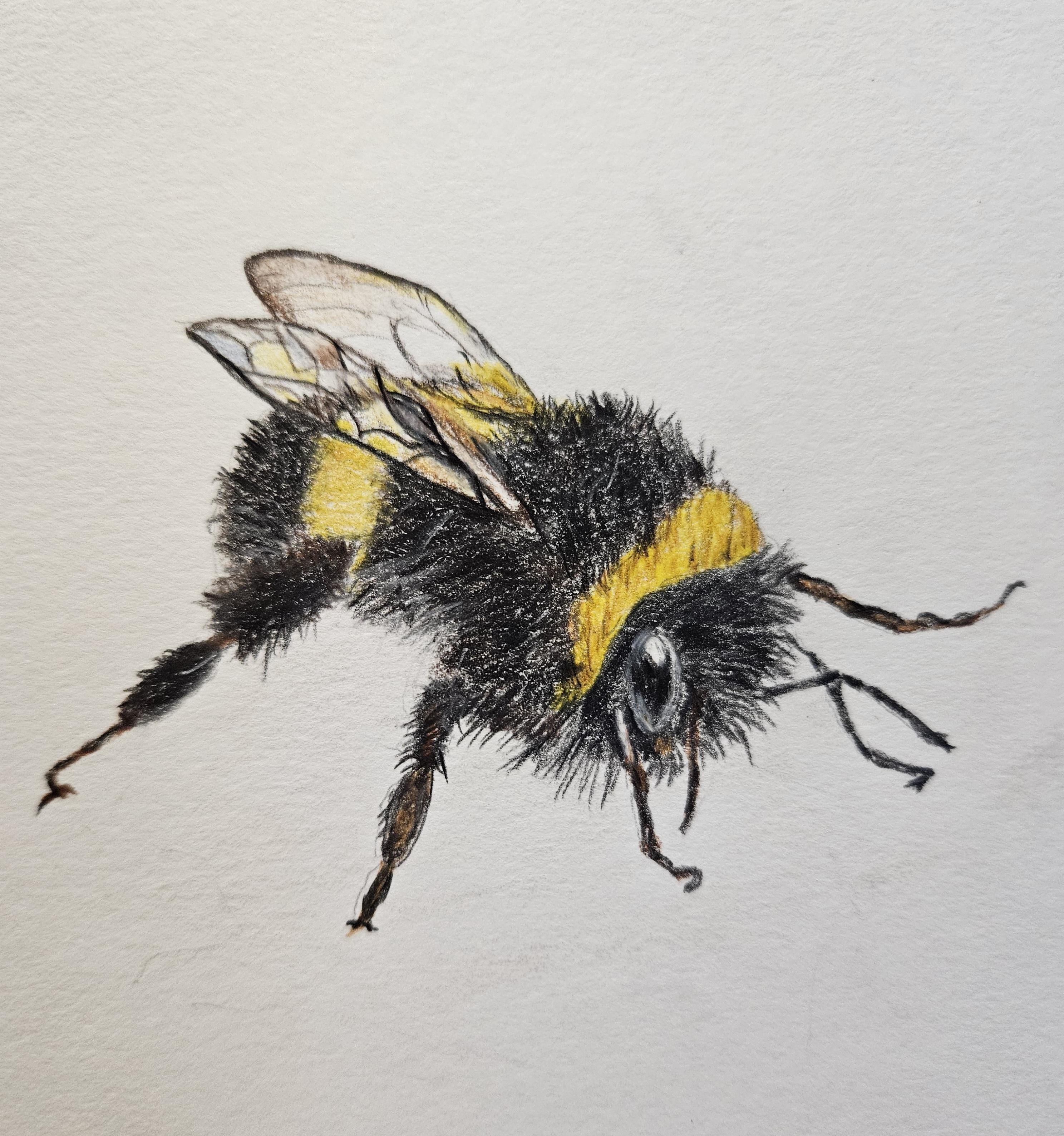 How To Draw A Bumble Bee