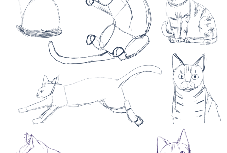 Learn How to Draw Cats! | Amy Stoddard | Skillshare