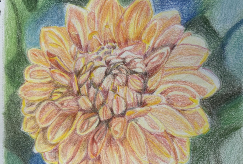 How to Use Solvents with Colored Pencils: Realistic Drawings | Gemma ...