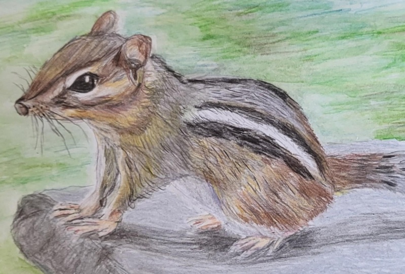 Consejos, técnicas y trucos sobre lápices de colores: una pequeña guía ...