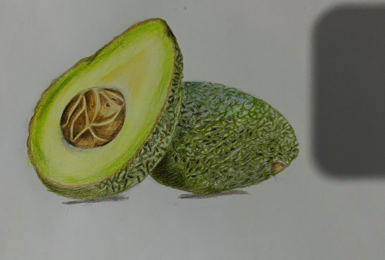 Avocado Pencil Drawing