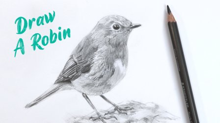 Robin drawing | Skillshare Student Project