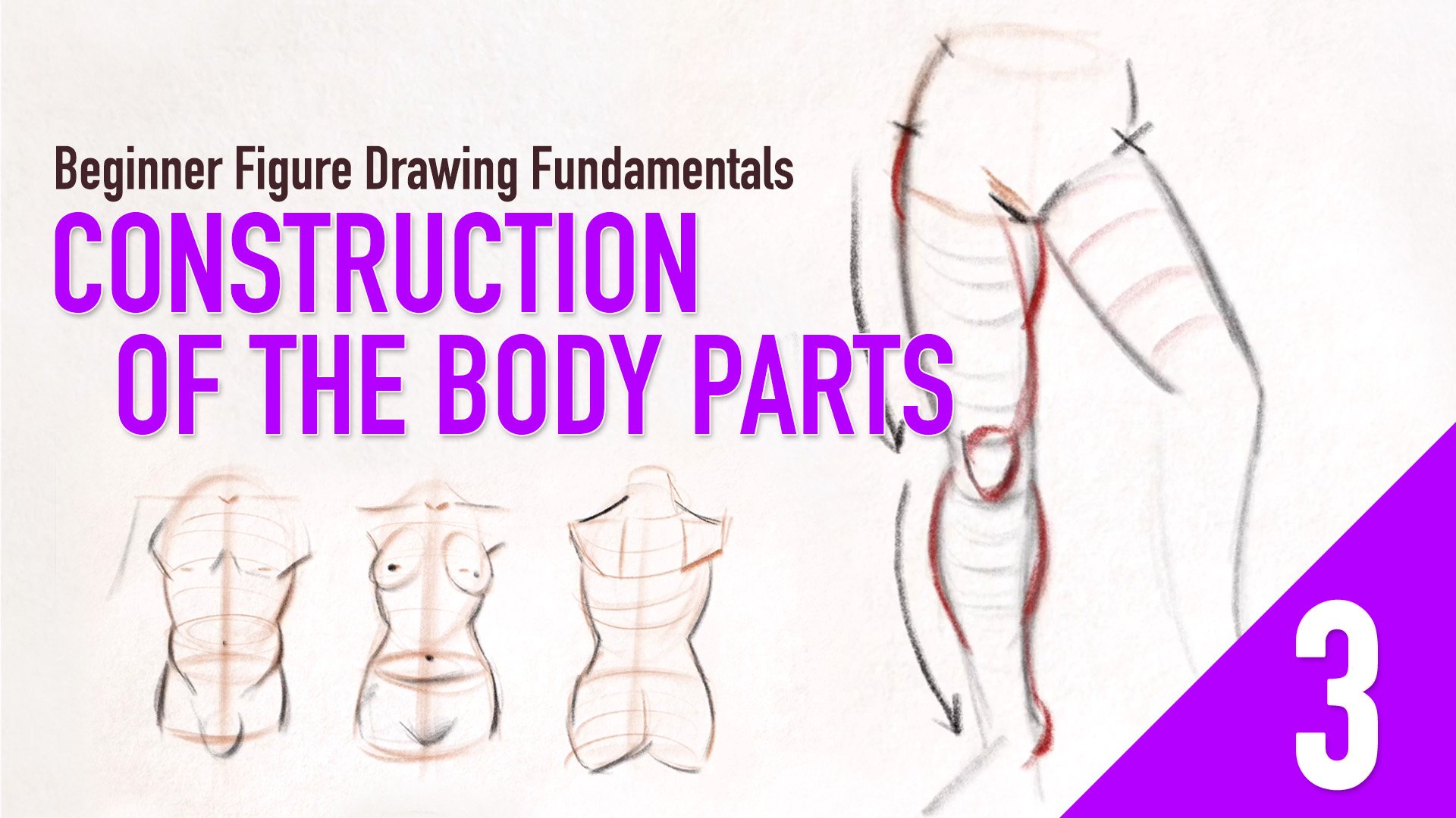 Beginner Figure Drawing Fundamentals Construction Of The Body Parts 